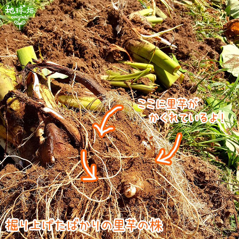 さといも 2kg (1個20g～200g) 里芋 発送期間8月下旬～2月 冷蔵便 | 箱売り野菜 | 地球畑【公式】オンラインショップ