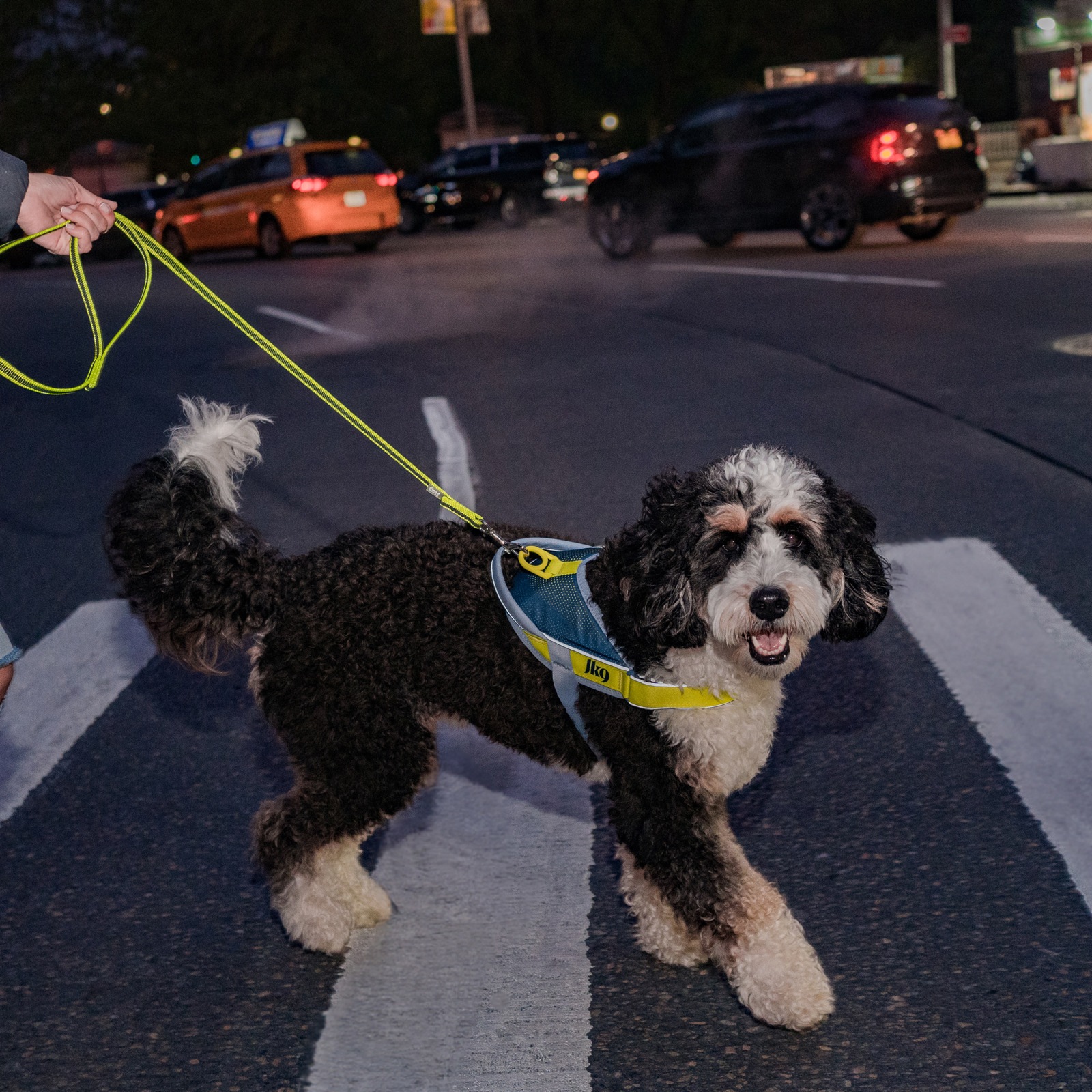 JK9 Street harness (ストリートハーネス) 中型犬用 | ハーネス,JK9 Street ハーネス | JULIUS-K9 JAPAN