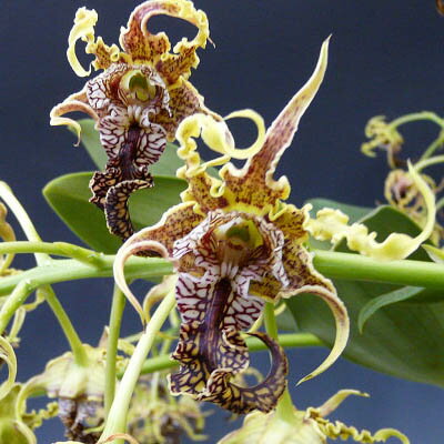 【花なし株】 デンドロビューム スペクタビール Den.spectabile 原種 3号鉢 25cm 2作開花サイズ(2BS) | 趣味栽培 ...