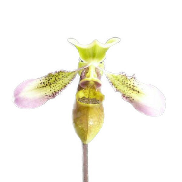【花なし株】 パフィオペディラム ボロンテナム Paph.volonteanum 原種 3号鉢 50cm 開花サイズ(BS) | 趣味栽培向け ...