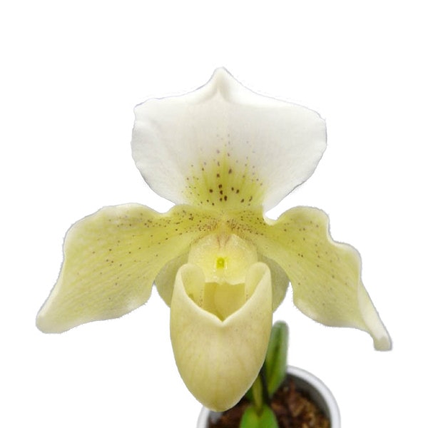 【花なし株】 パフィオペディラム ジャックトンキン ‘バルスチョイス’ Paph.Jack Tonkin ‘Vals Choice’ AM ...