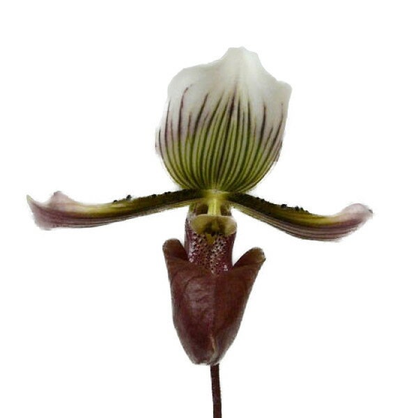【花なし株】 パフィオペディラム バーバタム ニグラム Paph.barbatum var. nigrum 原種 2.5号鉢 10cm 1作 ...