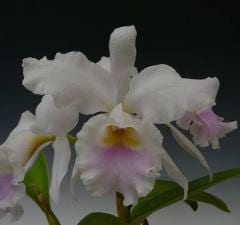 カトレア ラビアタ アモエナ ‘フォーレイアナ’ C.labiata var. amoena ‘Foleyana’【花なし株】 | 【苗 ...