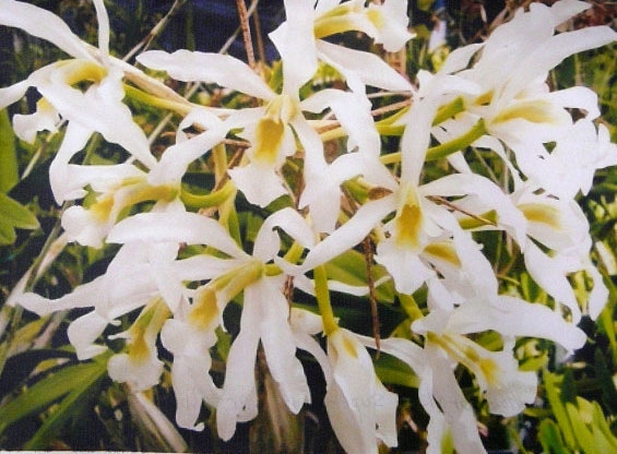レリア スーパービエンス アルバ ‘ドンフベルトクロス’ L.superbiens var. alba ‘Don Hubert Cross ...