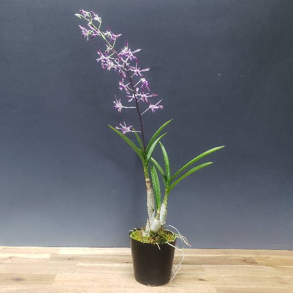 【花なし株】 デンドロビューム ブルートインクル ‘イケヤ’ Den.Blue Twinkle ‘Ikeya’ 交配種 3号鉢 15cm 開花 ...