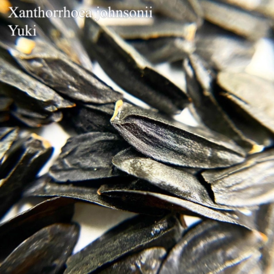 クサントロエア・ジョンソニー/Xanthorrhoea johnsonii 種子/生産完了次第発送