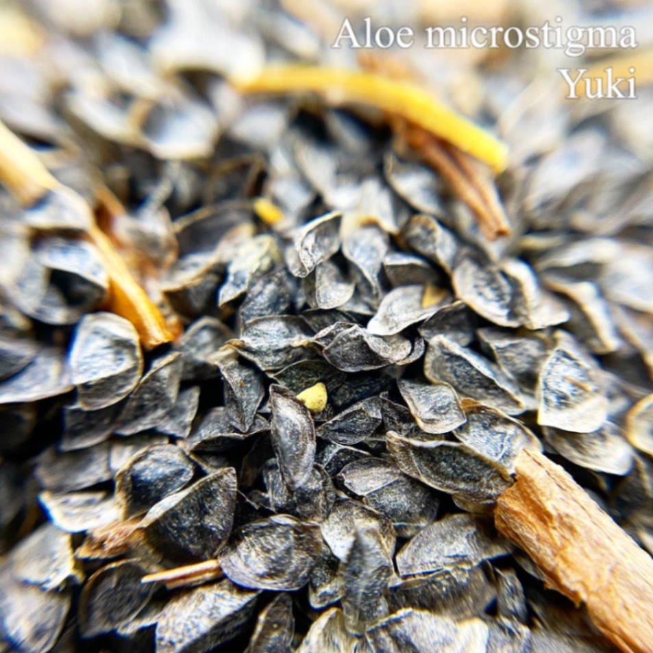 レッド・ケープ・アロエ Aloe microstigma 種子