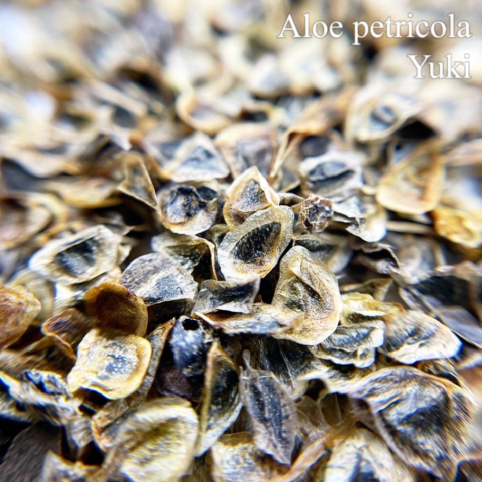 ストーン・アロエ Aloe petricola 種子