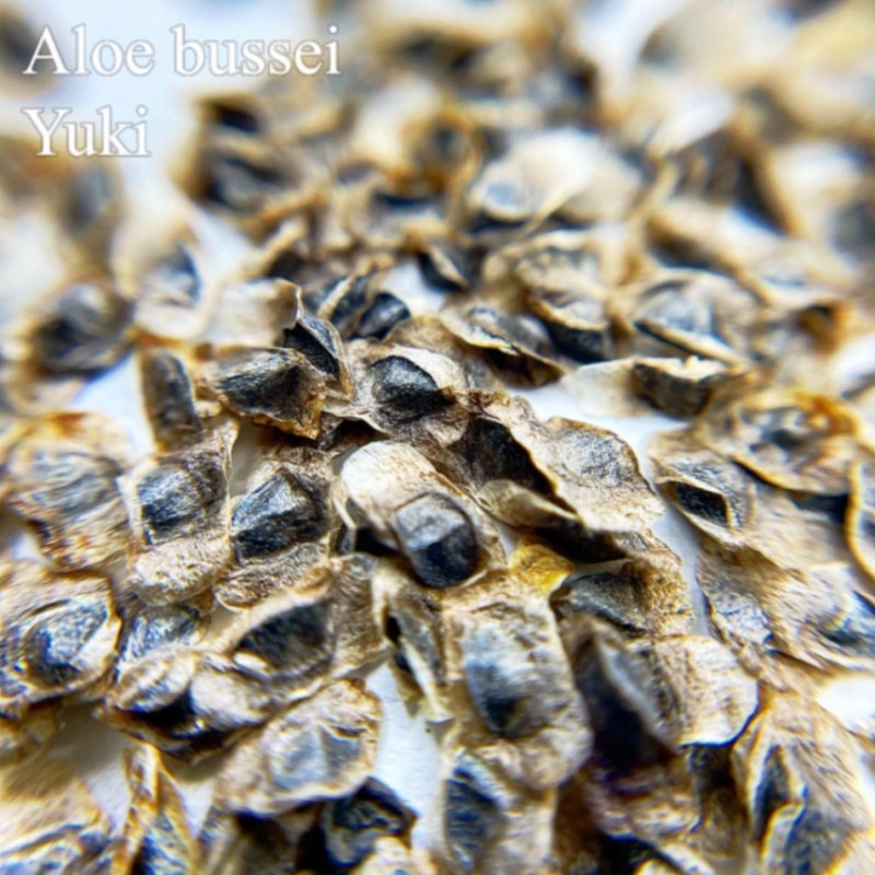 アロエ・ブッセイ Aloe bussei 種子