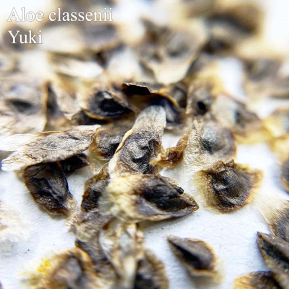 クラッセンズ・アロエ Aloe classenii 種子
