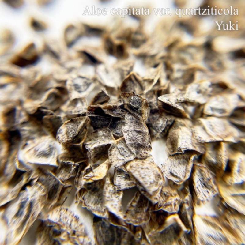 アロエ・クアルトジティコラ Aloe capitata var. quartziticola 種子
