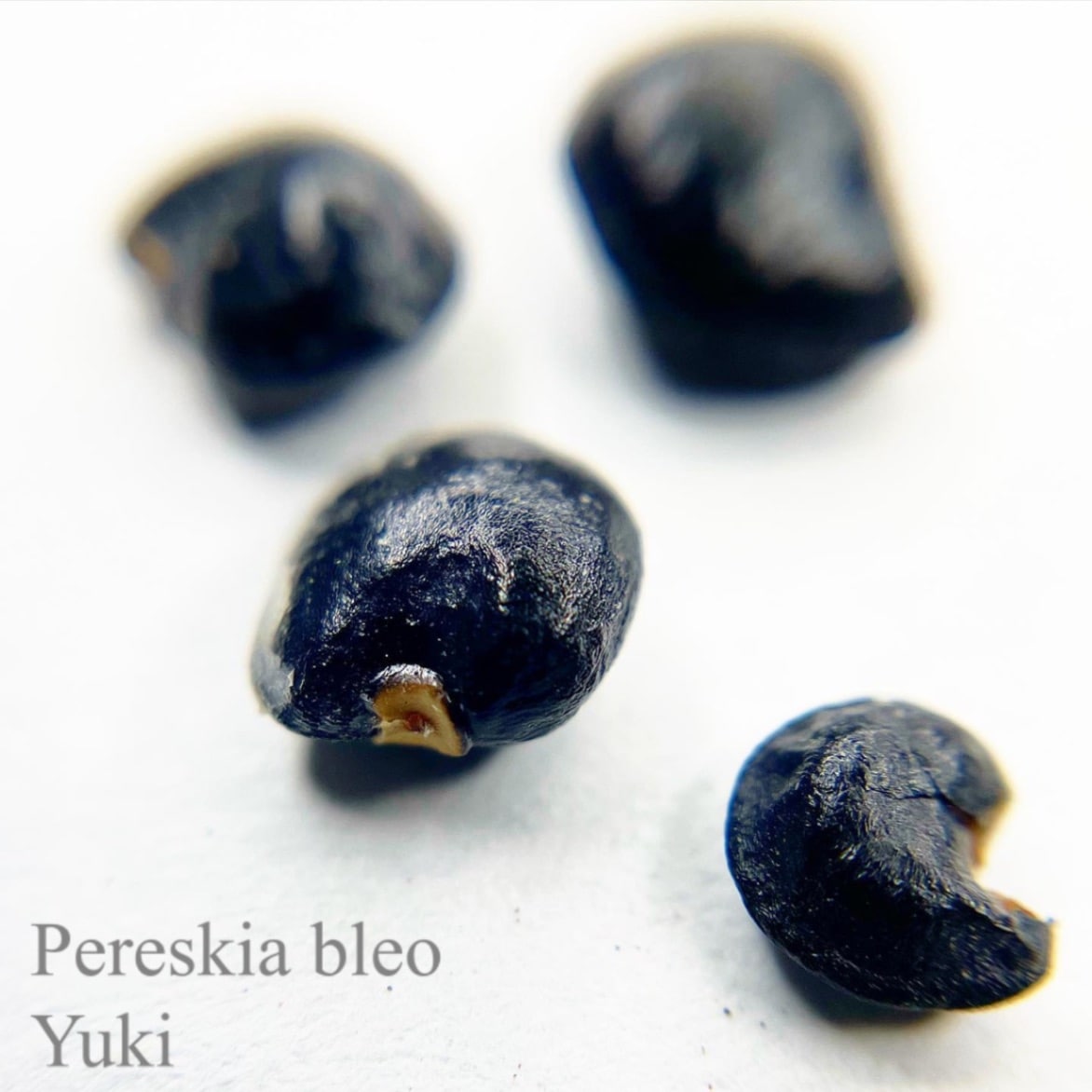 ワックス・ローズ・カクタス Leuenbergeria bleo(Preskia bleo) 種子