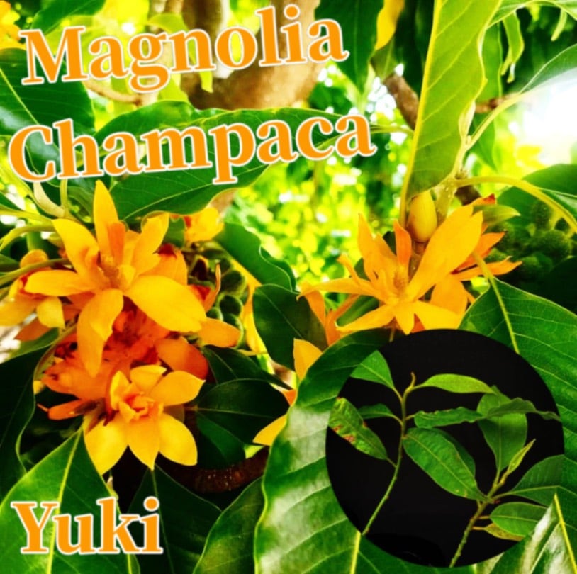 マグノリア・チャンパカ苗[Magnolia champaca]販売ユーキーズ