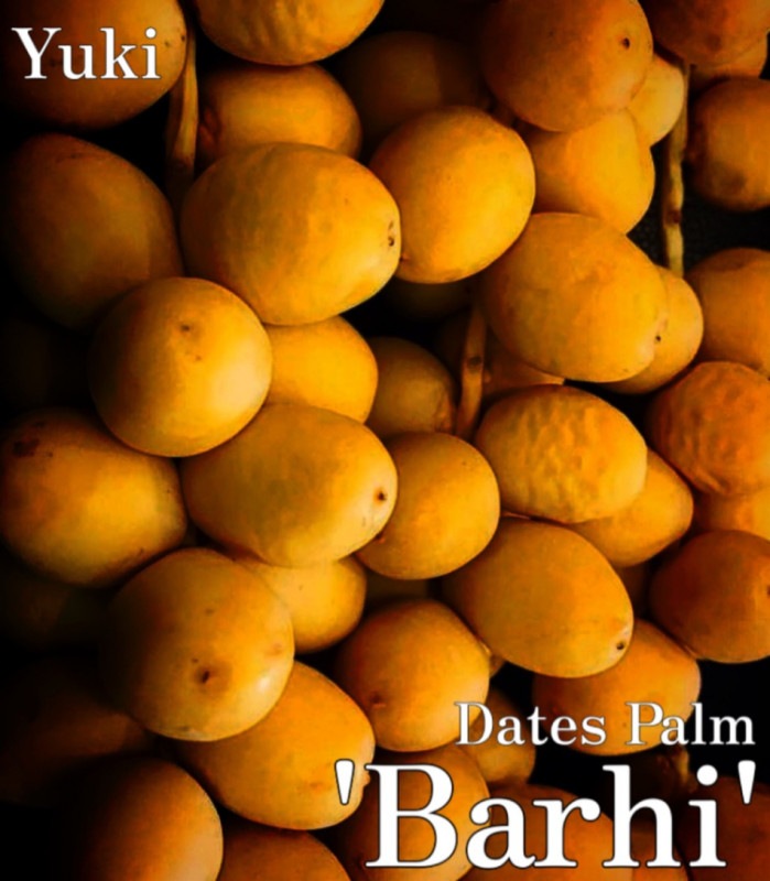 デーツパーム バリ苗[品種:Barhee]