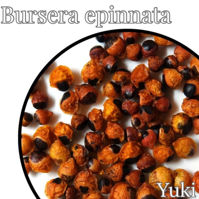 ブルセラ・エピンナータ 種子[コーデックス]Bursera epinnata