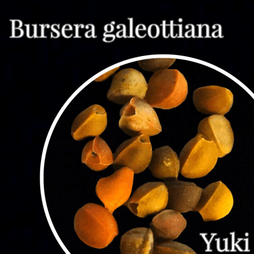 ブルセラ・ガレオッティアーナ Bursera galeottiana 種子[コーデックス]