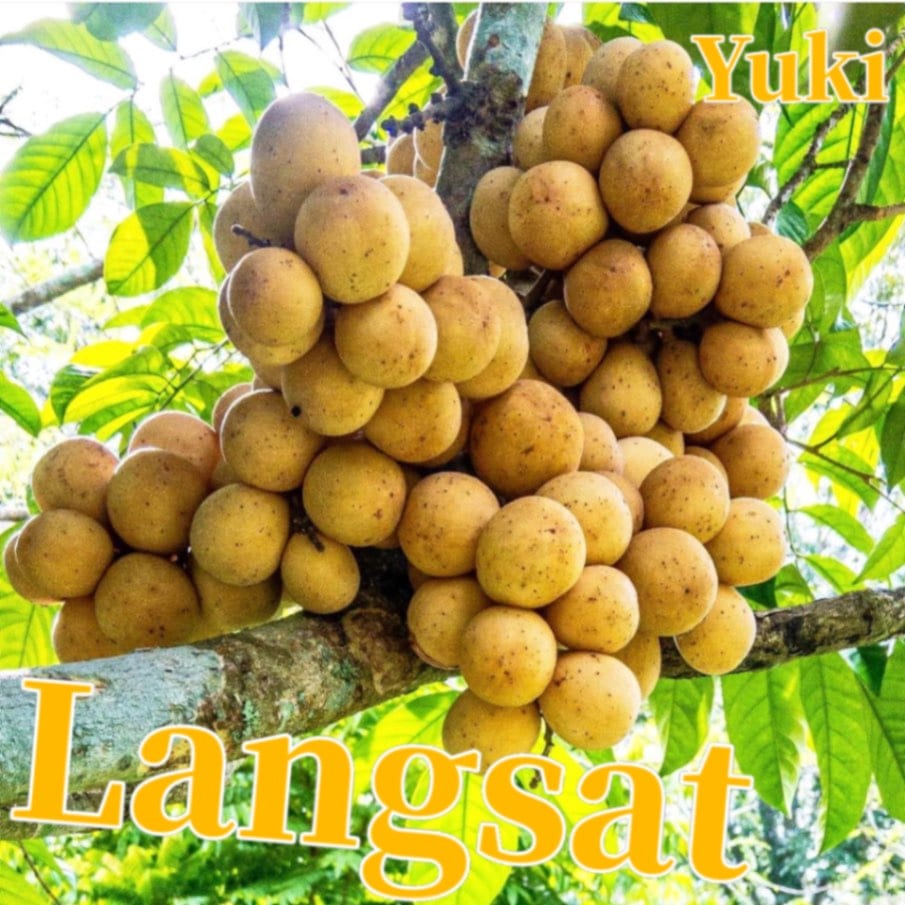 [予約商品] ランサ [熱帯果樹]