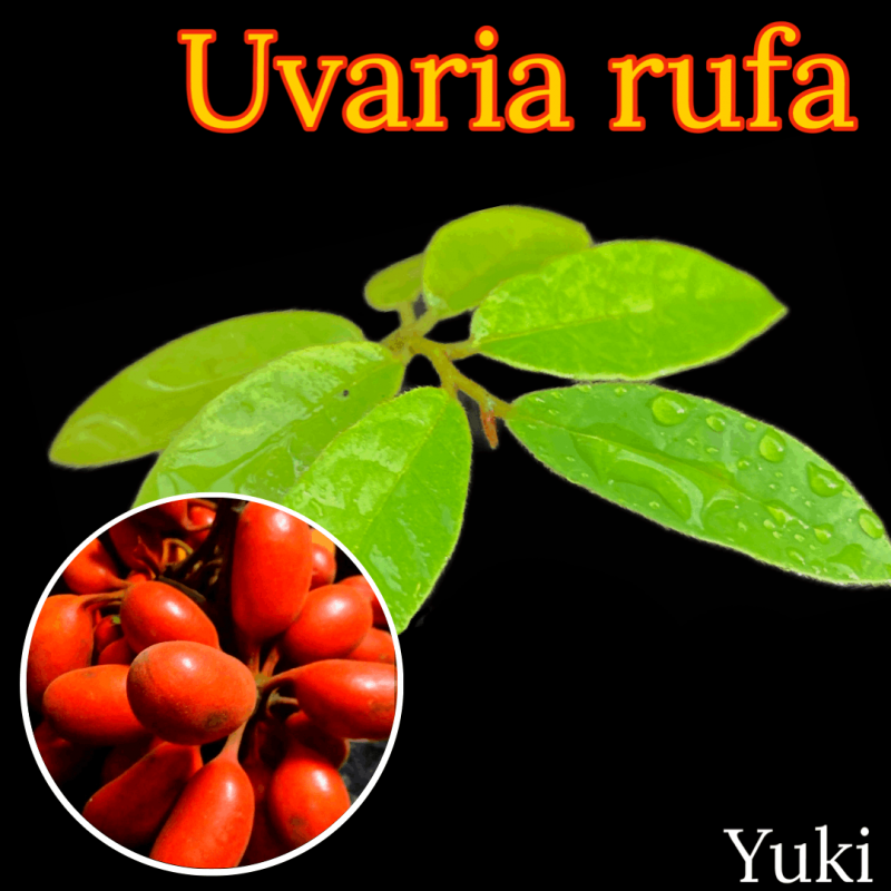 バンレイシ各種苗 スイギュウノチチ、ウバリア・ルファ 珍しい熱帯果樹販売・通販ならユーキーズ