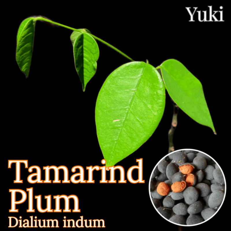 タマリンド・プラム 苗[熱帯果樹] Dialium indum