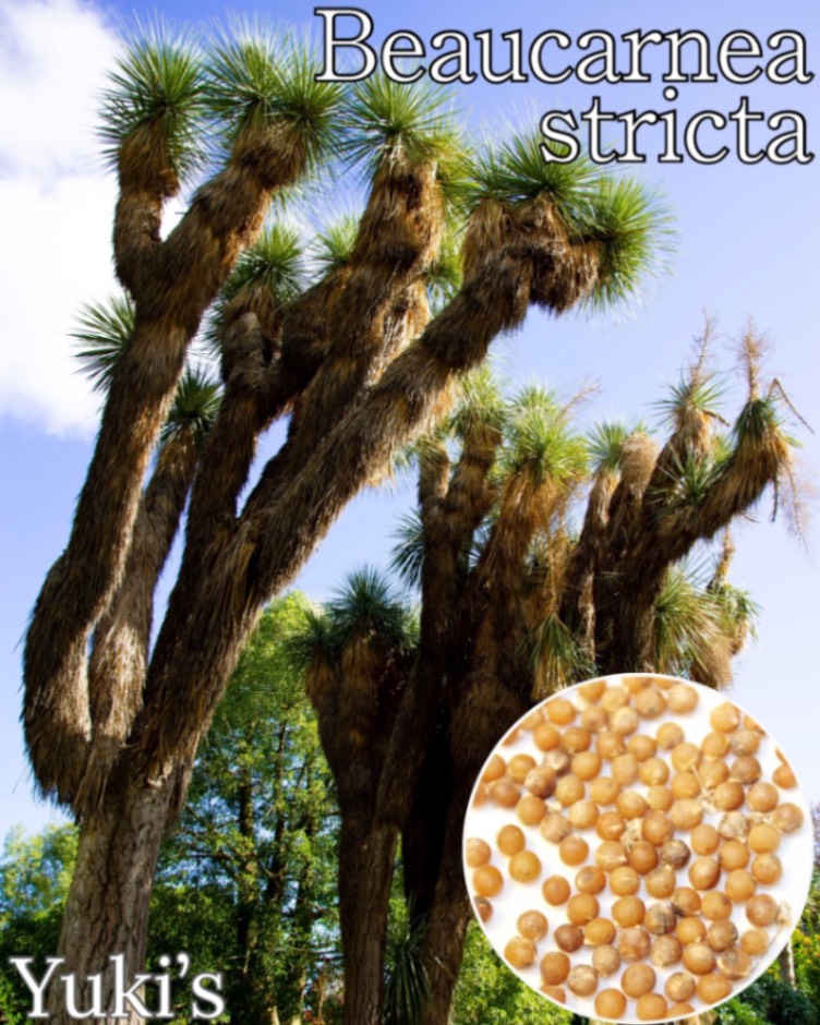 ボーカルネア・ストリクタ／Beaucarnea stricta 種子