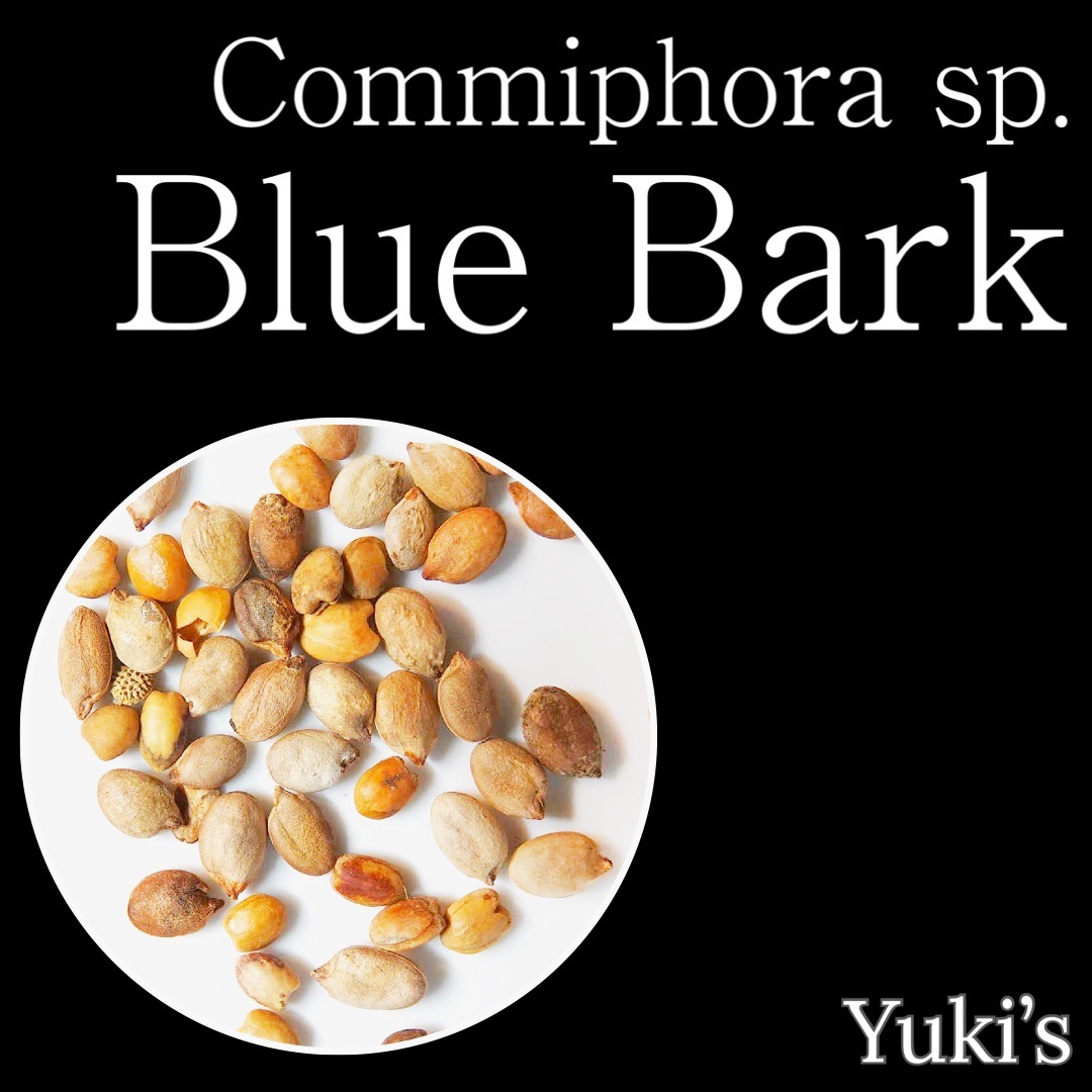コミフォラ・ブルーバーク 種子/Commiphora sp. Blue Bark [コーデックス]