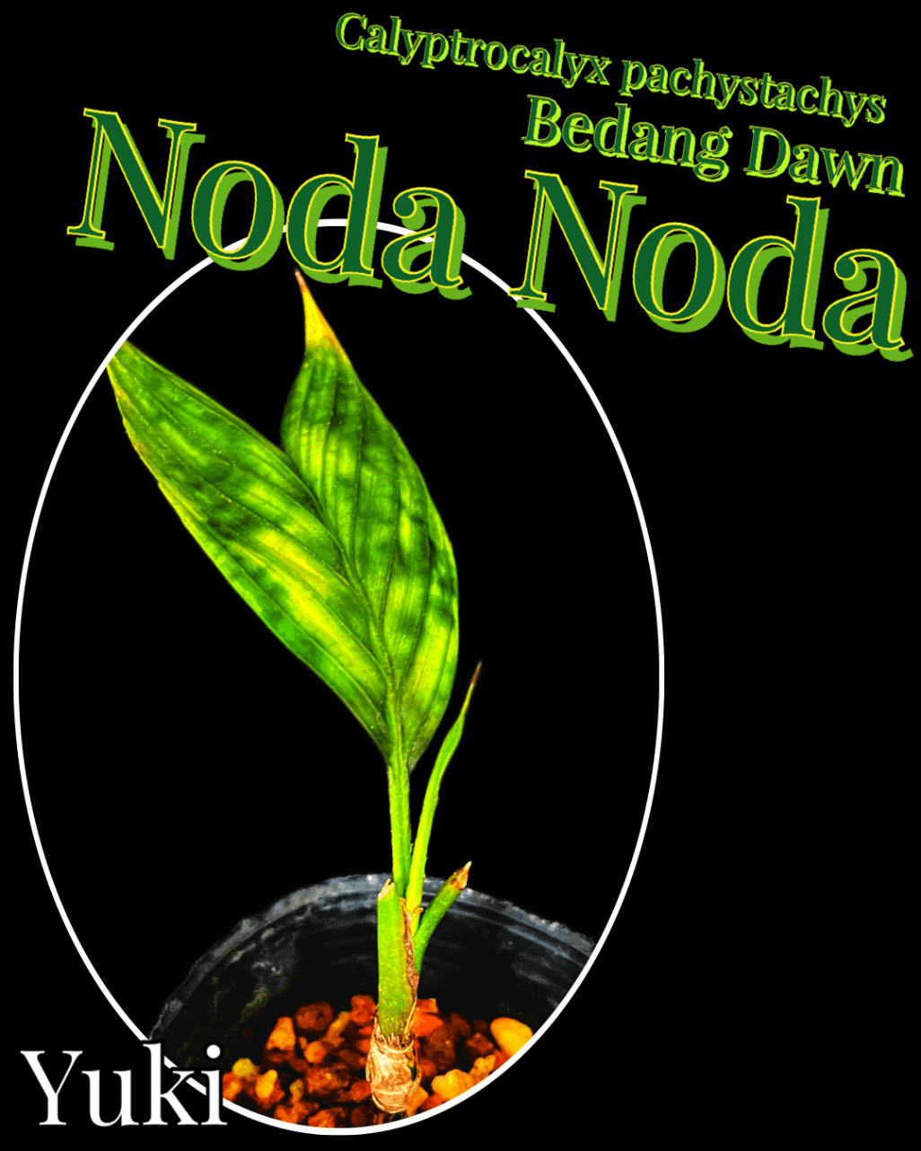 べダン・ドーン ノダノダ 苗/Calyptrocalyx pachystachys Bedang Dawn Noda Noda