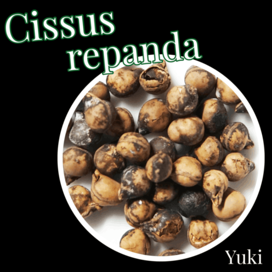 シッサス・レパンダ 種子[コーデックス・塊根]Cissus repanda