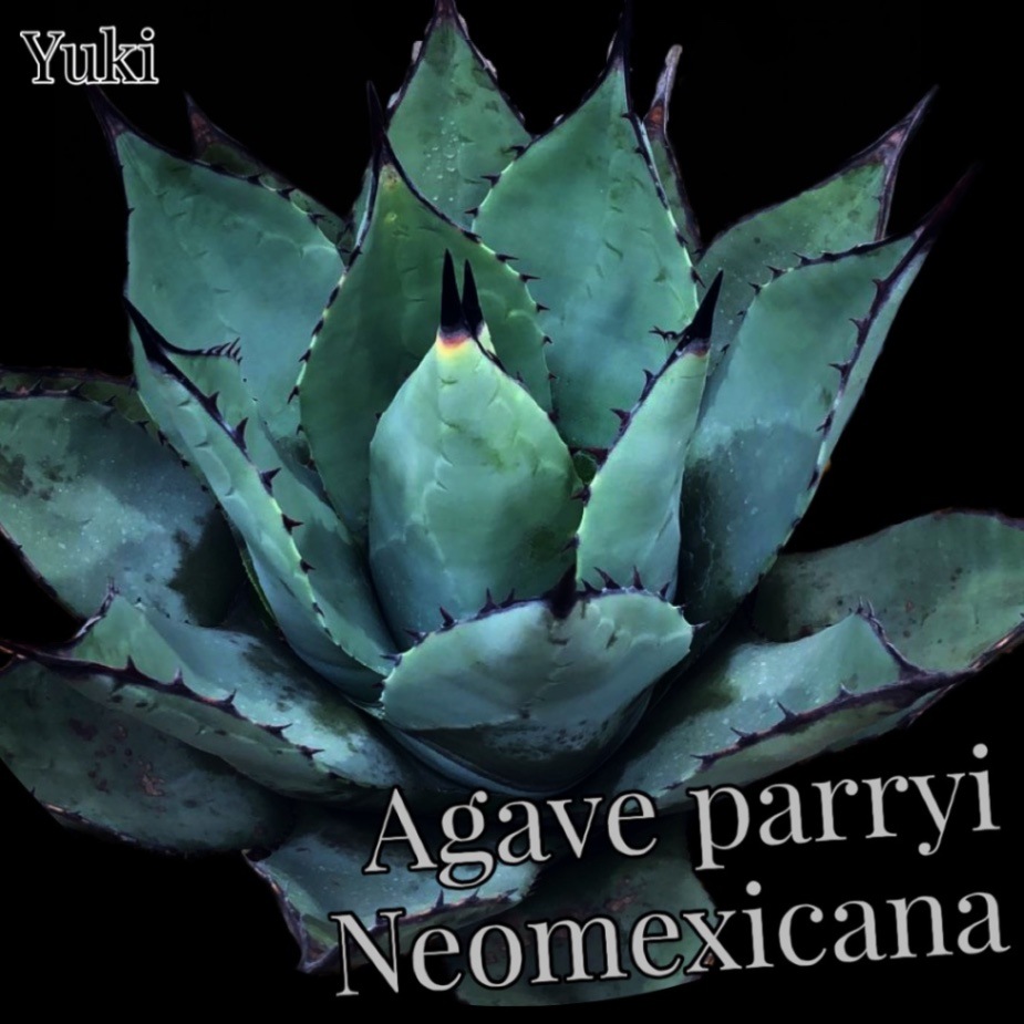 アガベ・パリー ネオメキシカーナ 苗/Agave parryi Neomexicana