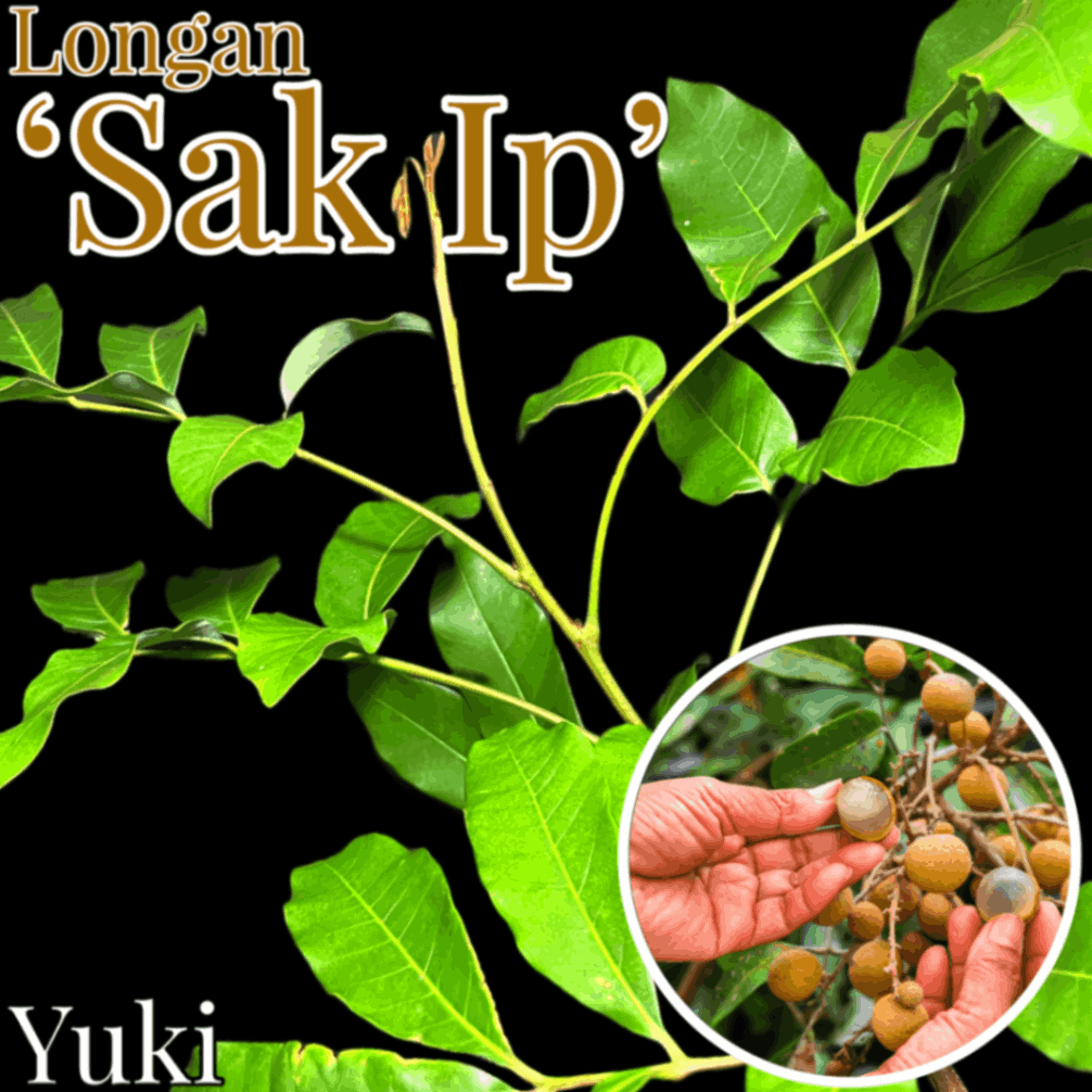 リュウガン 接木苗[品種:サキップ]Dimocarpus longan ‘Sak ip”