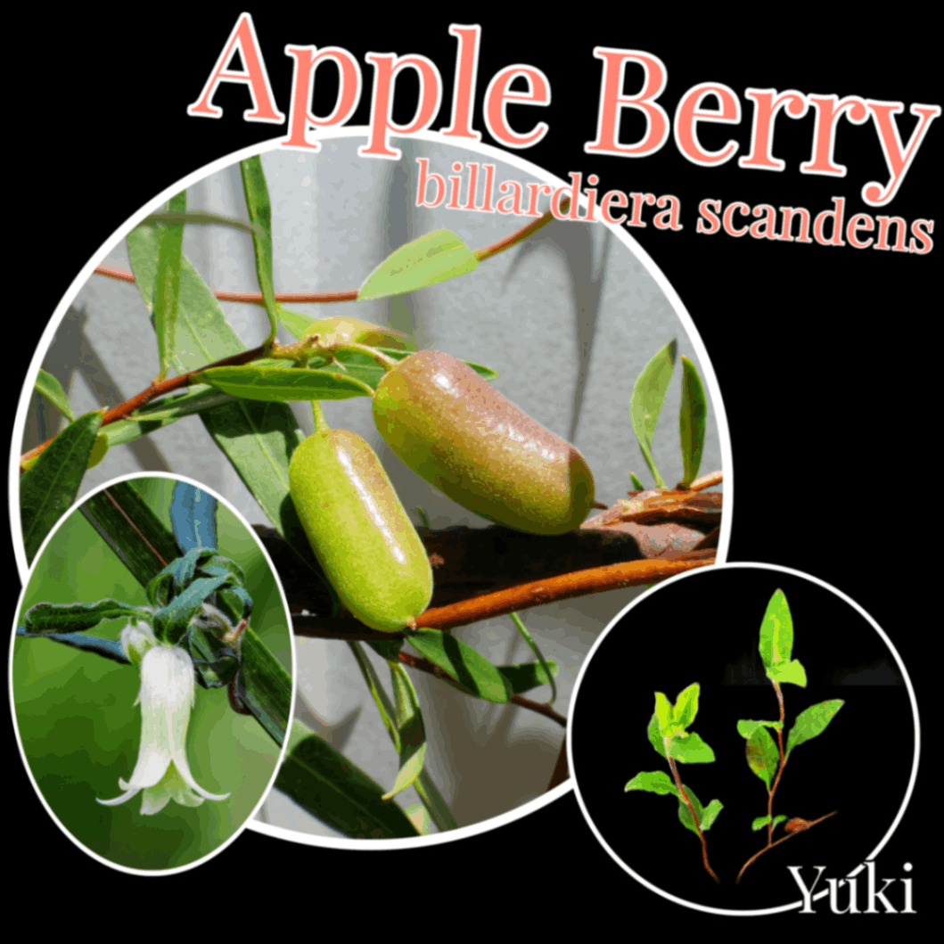 アップルベリー 苗[オセアニア植物]Billardiera scandes