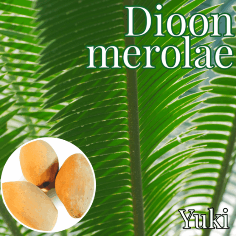 ディオーン・メロラエ 種子]/Dioon merolae[ソテツ]予約商品:生産完了次第発送