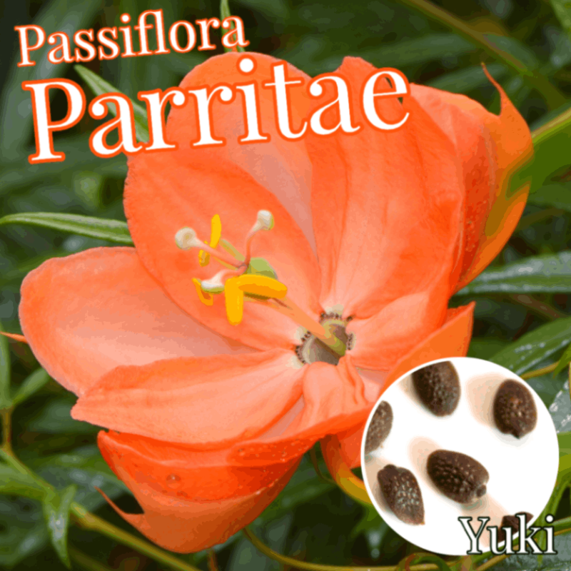 パッシフローラ・パリタエ 種子[極美花パッションフラワーフラワー]Passiflora parritae