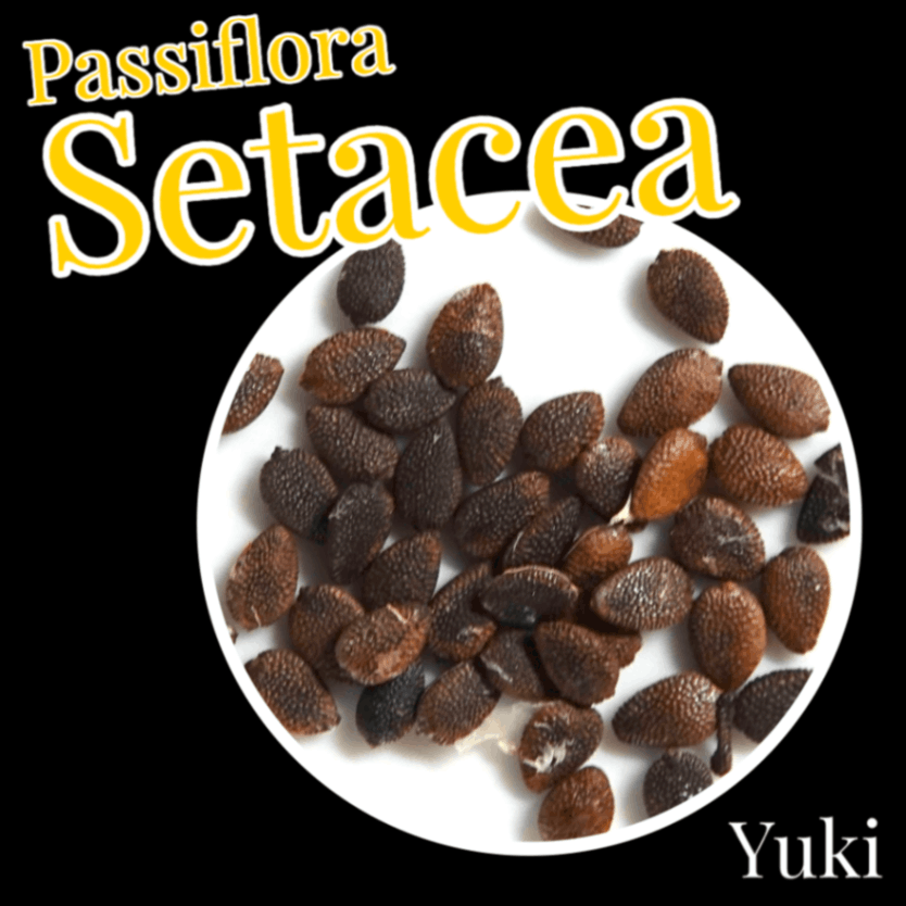 パッシフローラ・セタセア 種子[パッションフラワー]Passiflora setacea