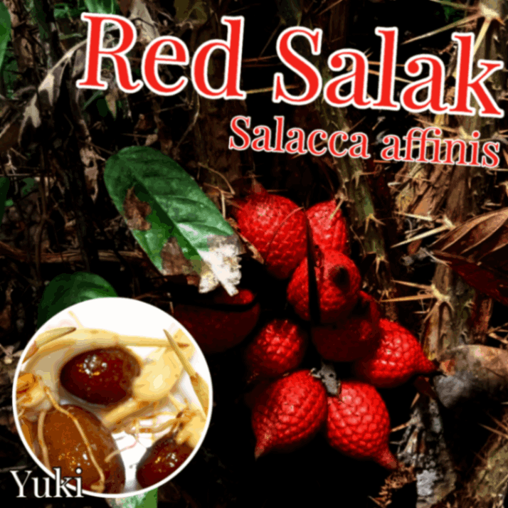 レッド・サラック 種子[食用ヤシ]Salacca affinis
