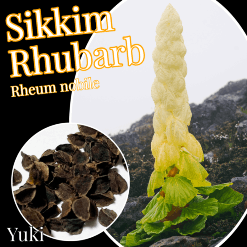 シッキム・ルバーブ 種子[希少植物]Rheum nobile