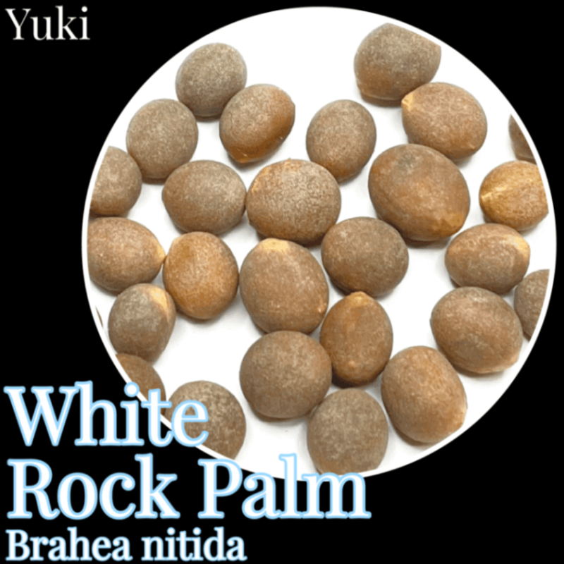 ホワイト・ロックパーム 種子[耐寒性ヤシ]Brahea nitida