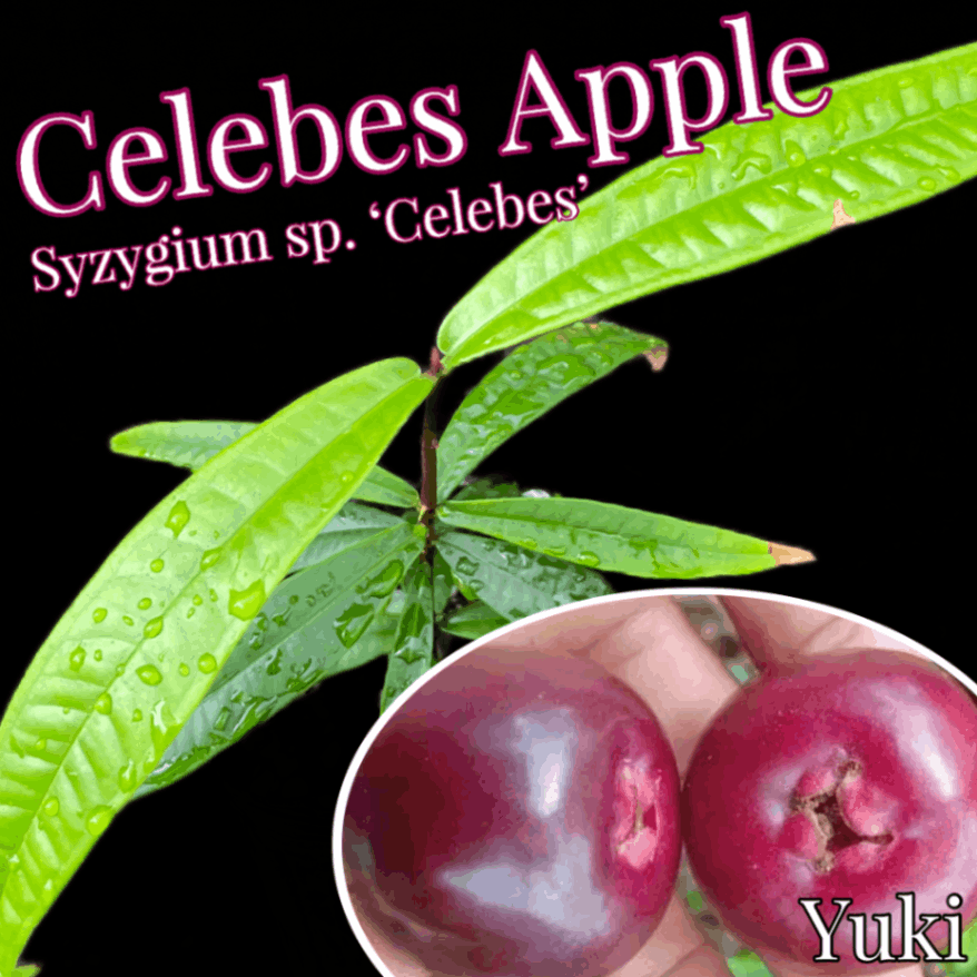 セレベス・アップル 苗[希少熱帯果樹]Syzygium sp. ‘Celebes’