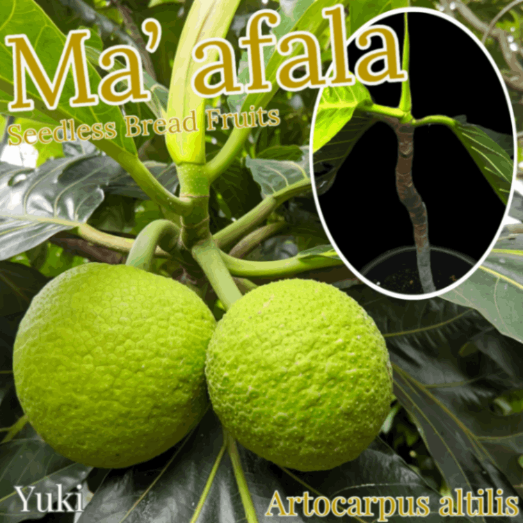 ドワーフ・パンノキ(種無し) 取木苗[品種:マ・アファラ]Bread fruits ‘Ma’ afala’ /予約商品:7月下旬以降発送