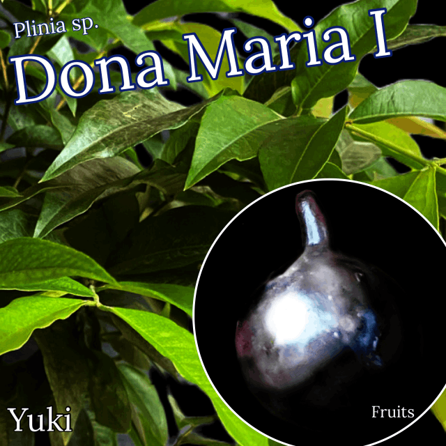 ジャボチカバ 種子[品種:ドーナ・マリア 1]Plinia sp. `Dona Maria 1`/予約商品:生産完了次第発送