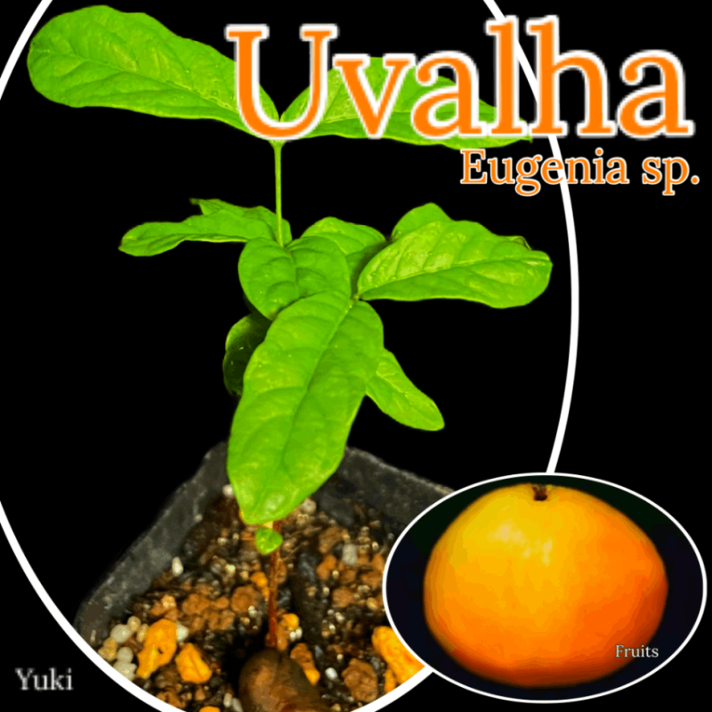 ウヴァルハ 苗[熱帯果樹]Eugenia sp. Uvalha(Eugenia pyrformis x Eugenia victoriana?)