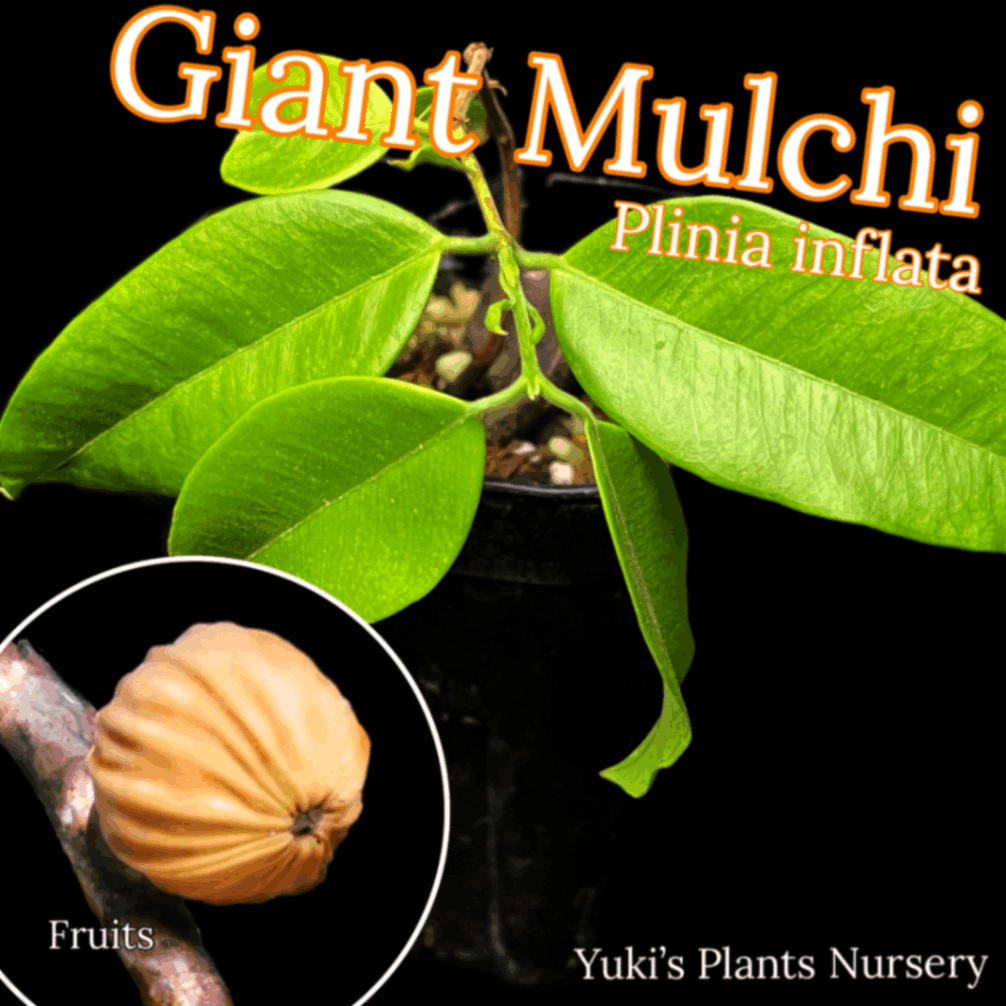 ジャイアントマルチ 苗[熱帯果樹]Plinia inflata Giant Mulchi