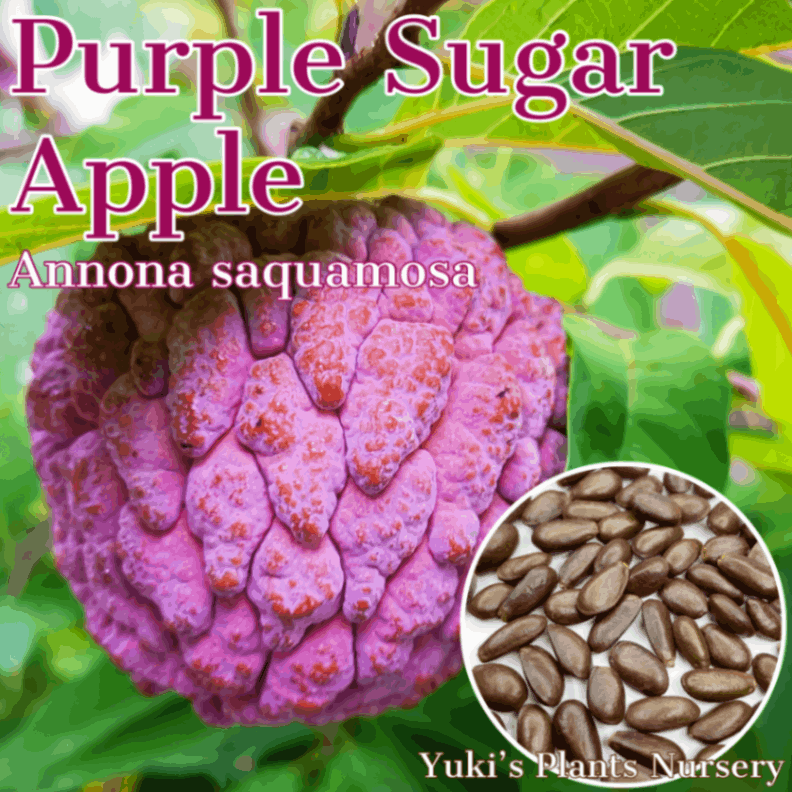 パープル・シュガーアップル 種子 Annona squamosa “Purple”/予約商品:9月15日発送予定