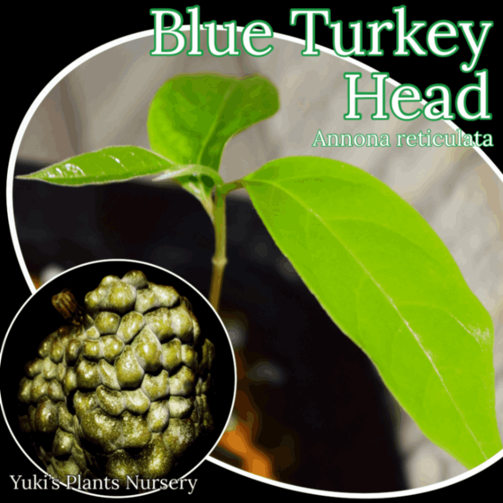 カスタードアップル 苗[品種:ブルーターキーヘッド]Annona reticulata ‘Blue Turkey Head’
