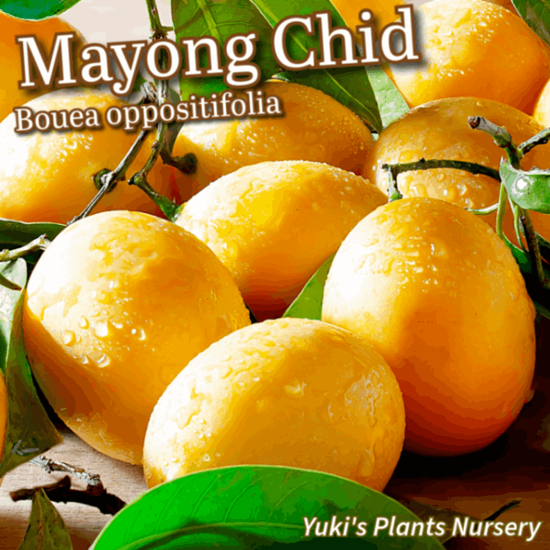 マヨンチッド（大実マプラン） 苗[トロピカルフルーツ]ボウエア・オッポシティフォリア Bouea oppositifolia 'Mayong ...
