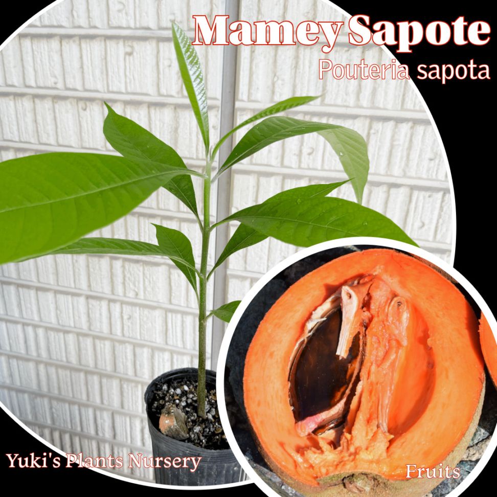 マメーサポテ 苗[熱帯果樹]Pouteria sapota
