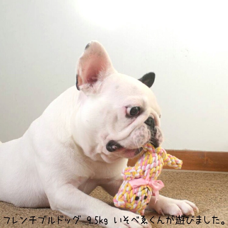 おもちゃ デンタルロープ ベアー マゼンダ×ブルー (PT-HGT-1-3) | カテゴリー別,[DOG&CAT] ペットトイ,[DOG ...