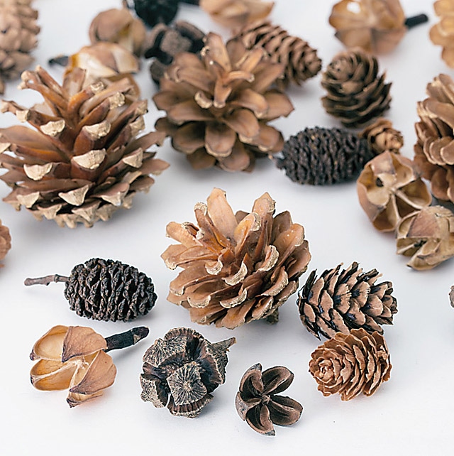 大地農園 コーンアソート N | 木の実・フラワー素材【ドライフラワー素材等】,木の実 | アニーズ