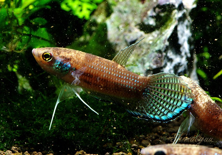 【熱帯魚】 ワイルド ベタ プグナックス 3Pr | 熱帯魚,ベタ・グラミー | AQUA-F東京店通販ショップ