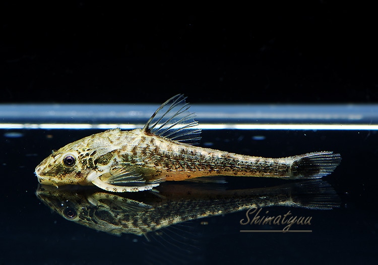 【熱帯魚】 オトティリス ロフォファネス（otothyris lophophanes） 3匹 | プレコ,オトシンクルス/ファロエラ/他 ...