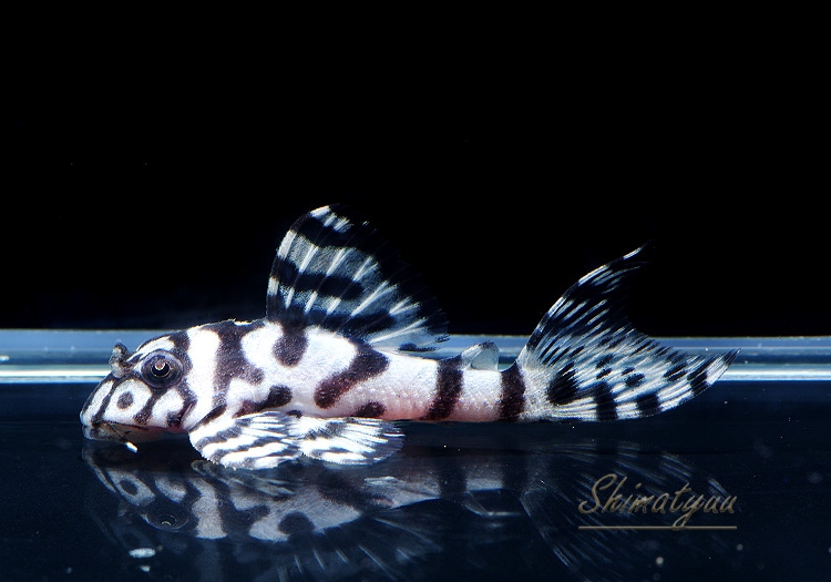 一点物 L236 リアル・メガクラウンゼブラ スーパーホワイト No.03 | プレコ,キングロイヤル系,Breed,L236系統 Breed ...